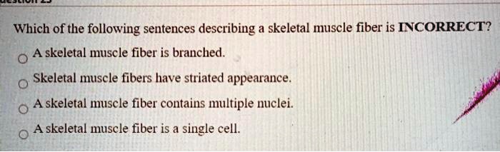 which of the following sentences describing a skeletal muscle fiber is ...