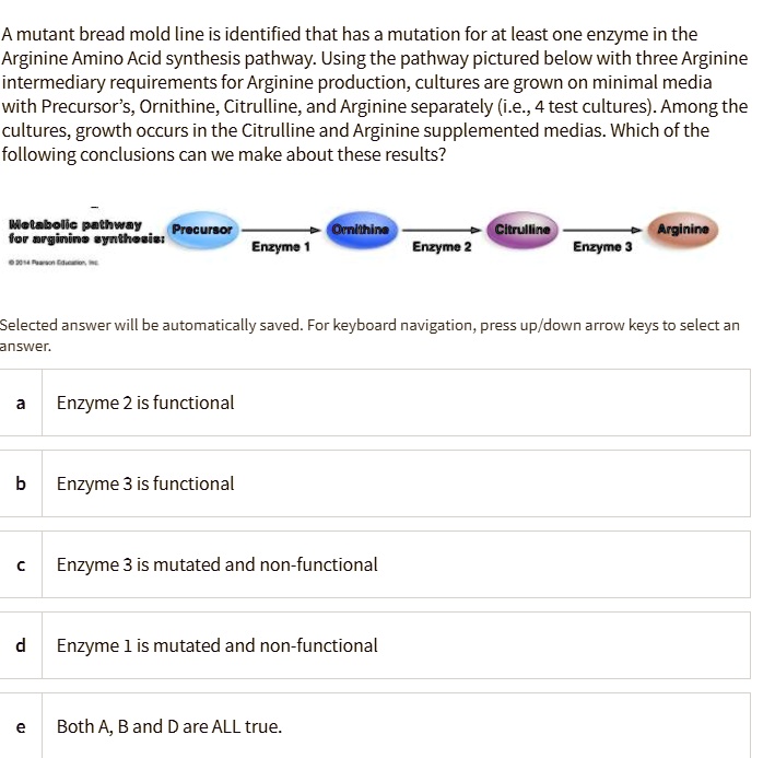 a mutant bread mold line is identified that has a mutation for atleast ...