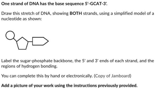 One strand of DNA has the base sequence 5'-GCAT-3'. Draw this stretch of DNA, showing BOTH ...