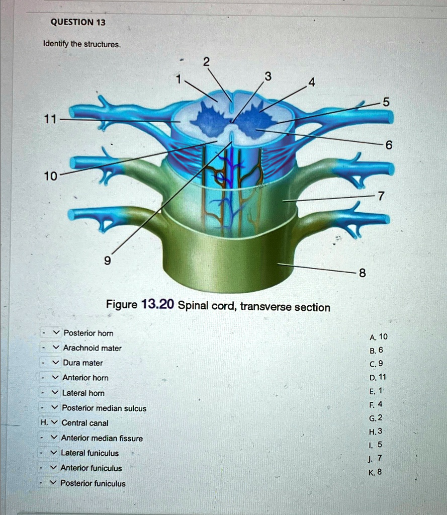 QUESTION 13 Identify the structures. 11 10 9 2 1 3 4 5 Figure 13.20 ...