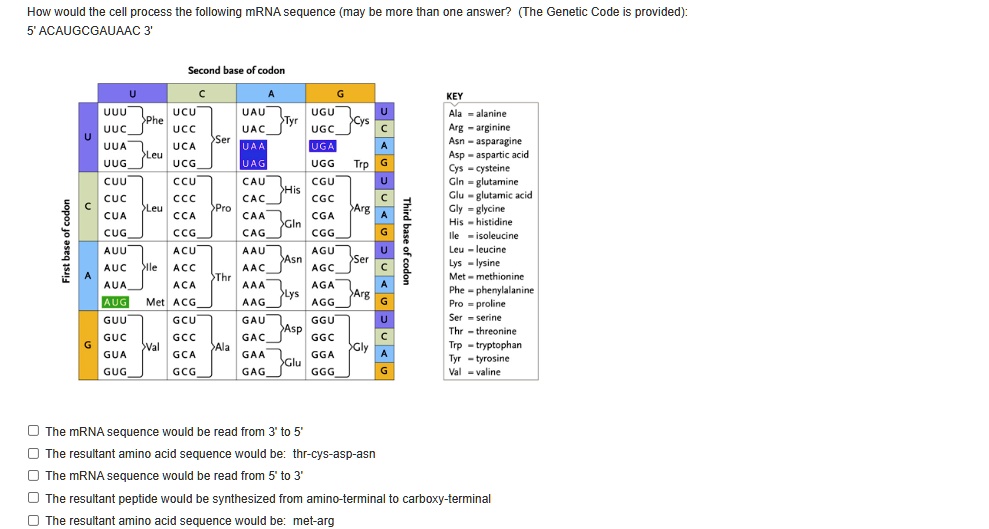 SOLVED: Biology: mRNA Sequence Question How would the cell process the following mRNA sequence ...