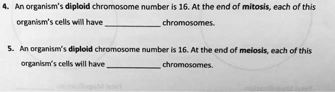 4. An organism's diploid chromosome number is 16. At the end...