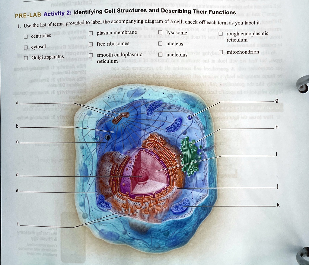 PRE-LAB Activity 2: Identifying Cell Structures and Describing Their ... PRE-LAB Activity 2: Identifying Cell Structures and Describing Their ...