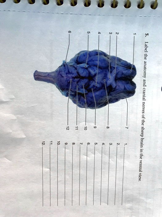 5. Label the anatomy and cranial nerves of the sheep brain in the ventral view. 1 7 1. 2. 2 3 3 ...
