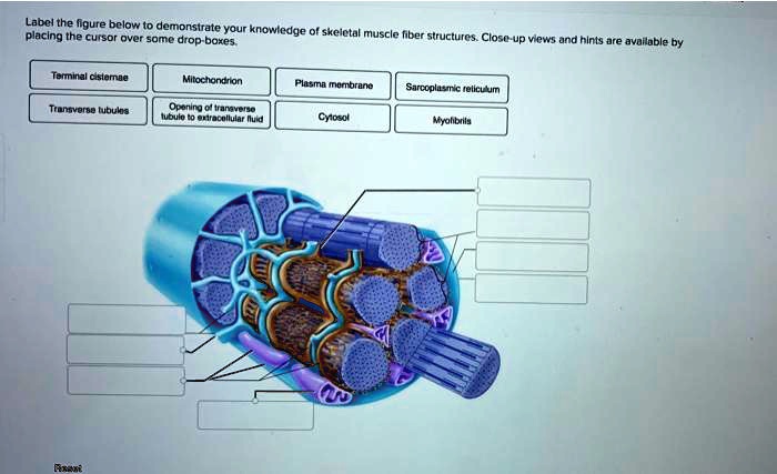 SOLVED: Placing the cursor over some drop-boxes. Label the figure below ...