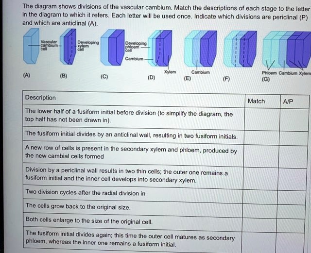 SOLVED: The diagram shows divisions of the vascular cambium. Match the ...
