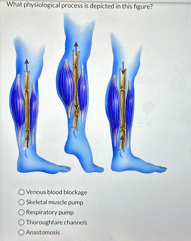 What physiological process is depicted in this figure? Venous blood ...