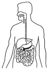 SOLVED: 'In the human body, organ-systems interact with each other to ...