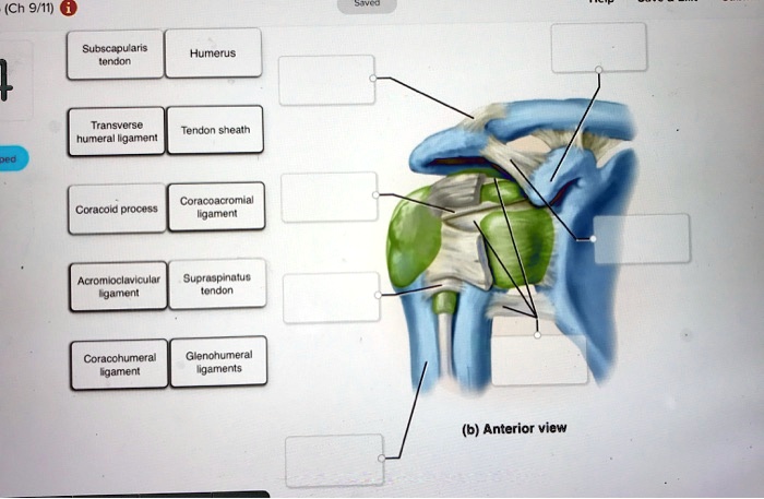 (Ch 9/11) 1 Subscapularis tendon Humerus 7 ped Transverse humeral ...