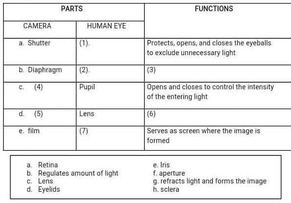 SOLVED: Parts and Functions Needed in the Box PARTS FUNCTIONS CAMERA HUMAN EYE Shutter Protects ...