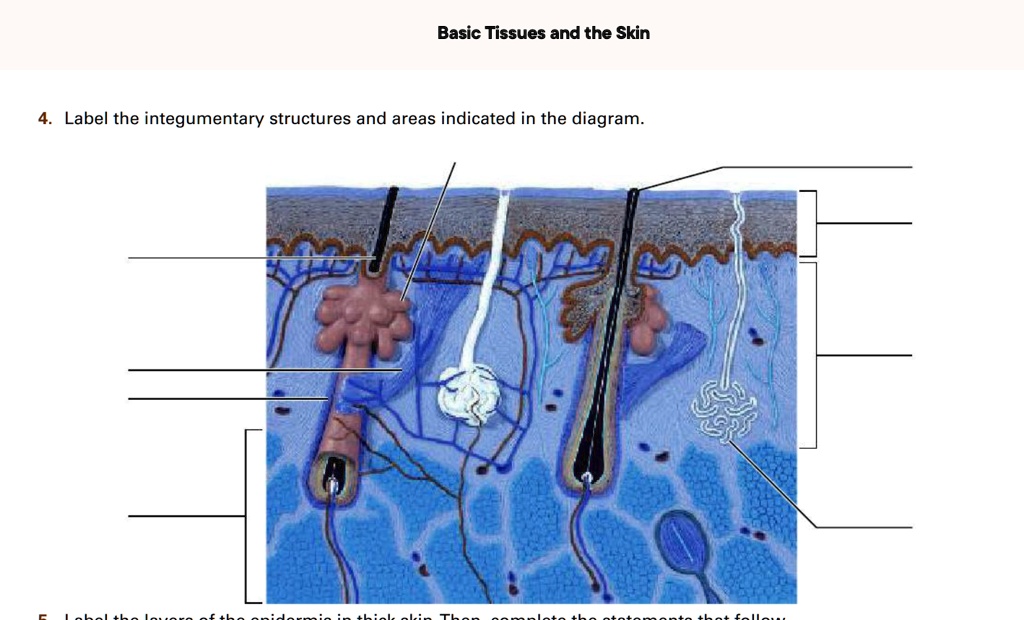 [GET ANSWER] Basic Tissues and the Skin 4. Label the integumentary ...