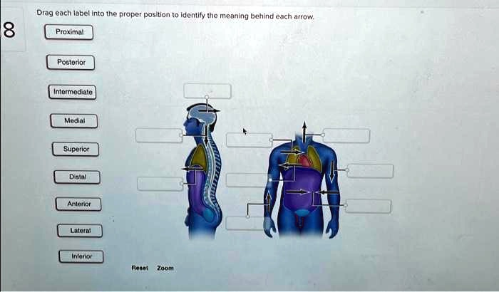 8 Drag each label into the proper position to identify the meaning behind each arrow. Proximal ...