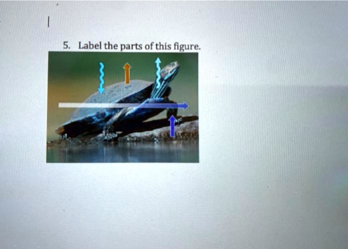 SOLVED:Label the parts of this figure