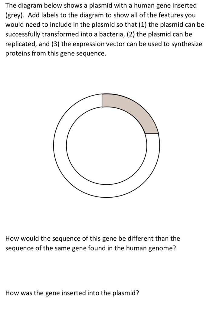 The Diagram Below Shows A Plasmid With A Human Gene Inserted Grey Add