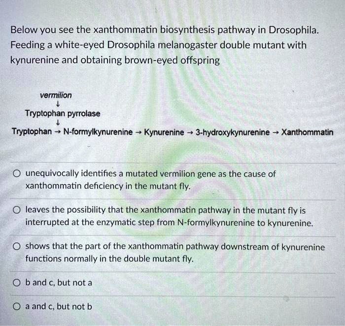 Below you see the xanthommatin biosynthesis pathway in Drosophila ...