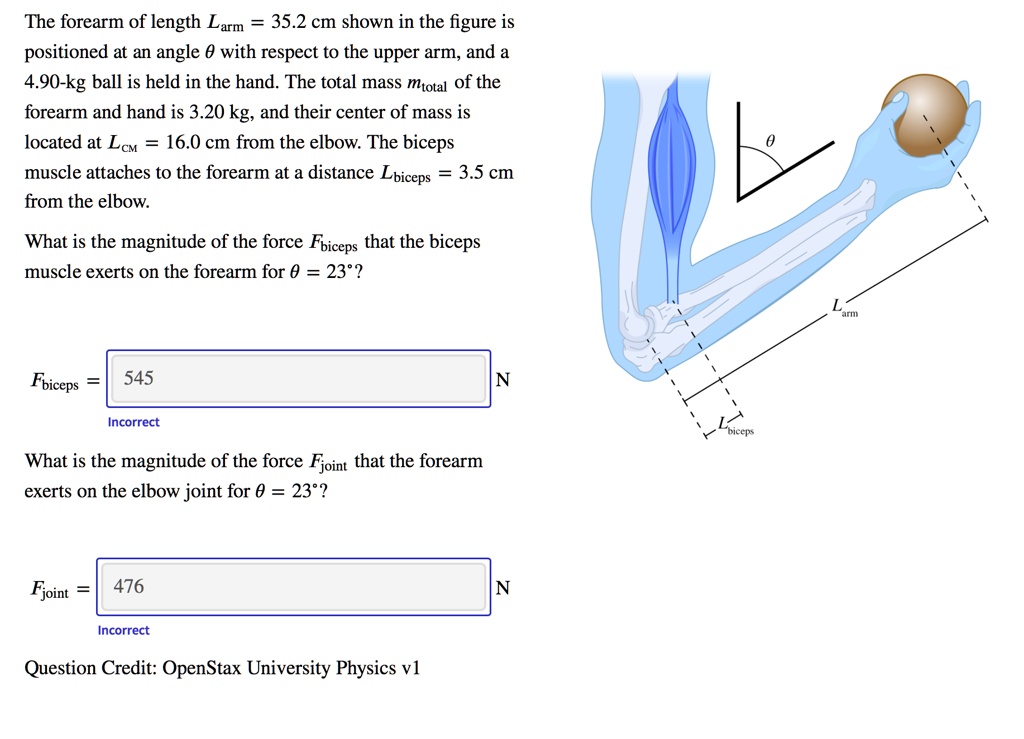 The forearm of length Larm = 35.2 cm shown in the figure is positioned ...