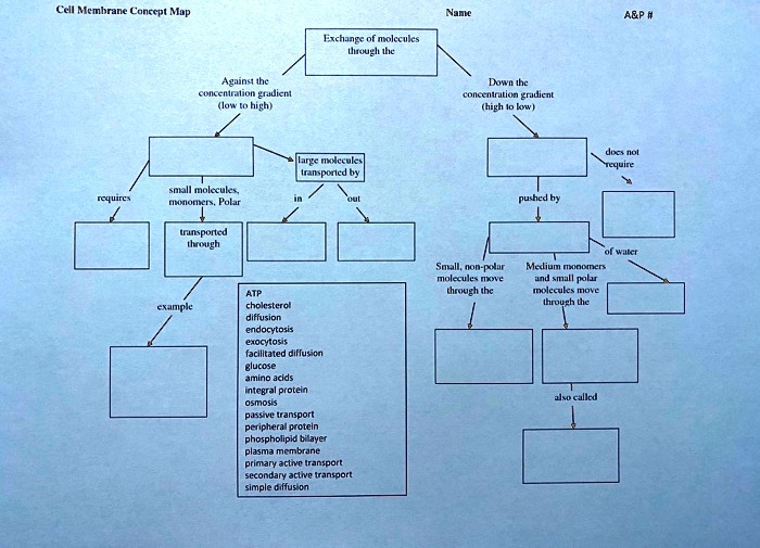Cell Membrane Concept Map Against the concentration gradient (low to high) Exchange of molecules ...
