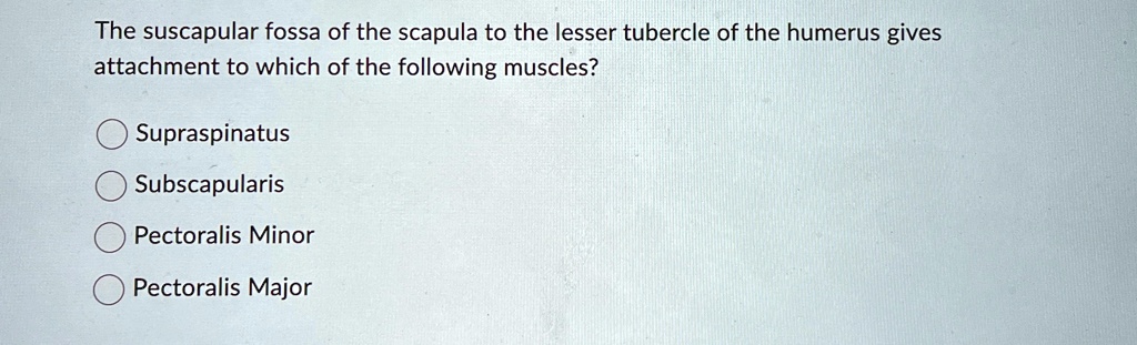 The suscapular fossa of the scapula to the lesser tubercle of the ...