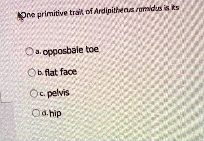 SOLVED: One primitive trait of Ardipithecus ramidus is its A = opposable toe B = flat face C ...