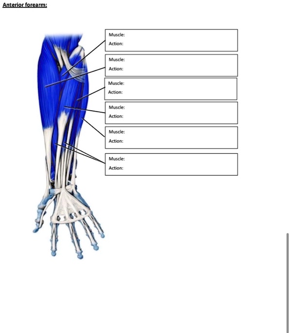 SOLVED: please help me label Anterior forearm: Muscle: Action: Muscle ...