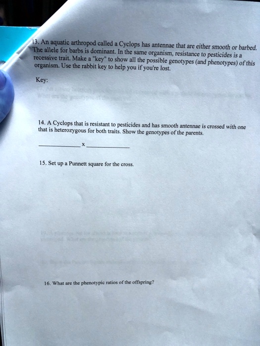 i3an aquatic arthropod called cyclops has antennae that are either ...
