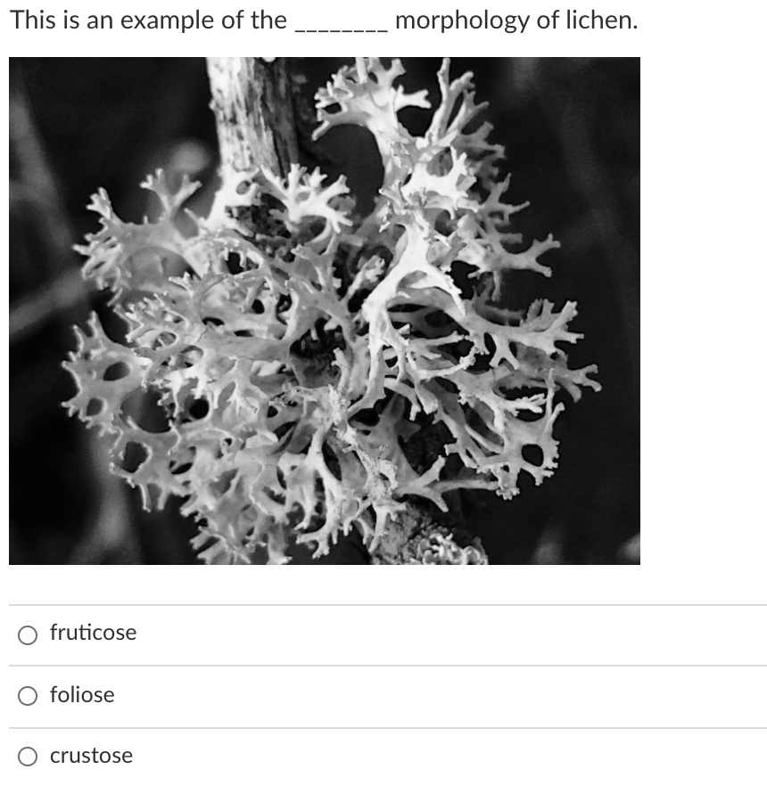 SOLVED:This is an example of the morphology of lichen: fruticose ...