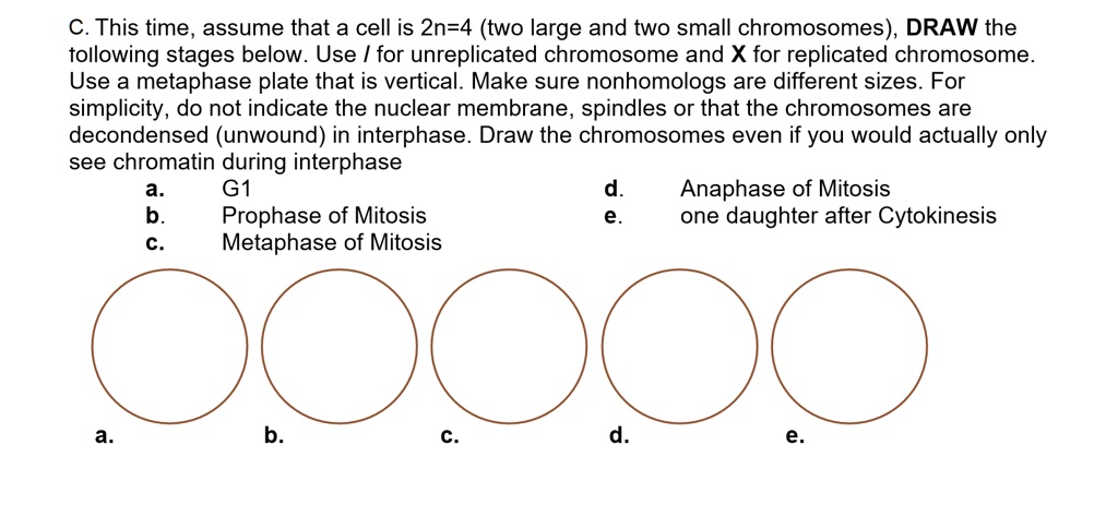 SOLVED:C. This time, assume that a cell is 2n=4 (two large and two ...