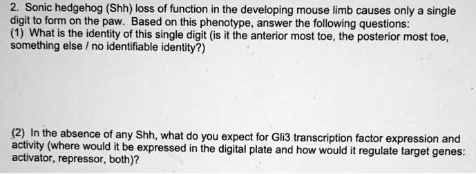sonic hedgehog shh loss of function in the developing mouse limb causes ...