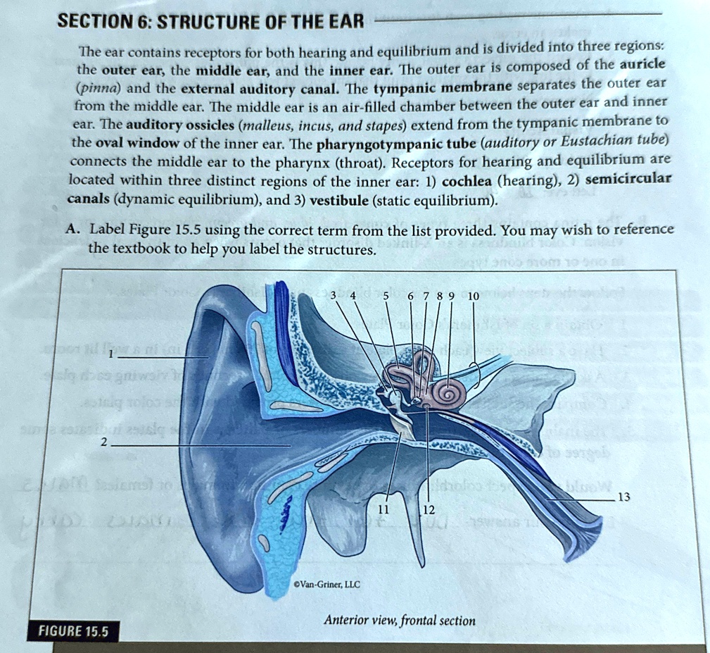 section 6 structure of the ear the ear contains receptors for both ...