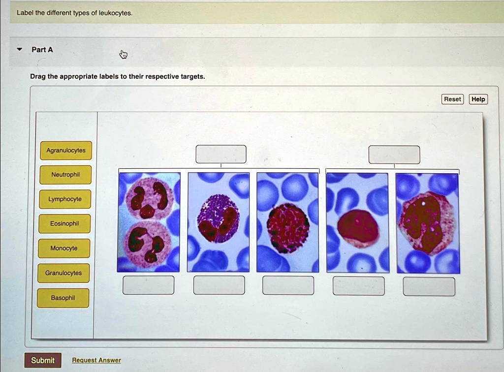 Label the different types of leukocytes. ? Part A Drag the...