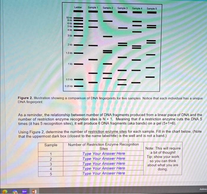 SOLVED: Texts: sample Sample 5 31 Figure 2. Illustration showing a ...