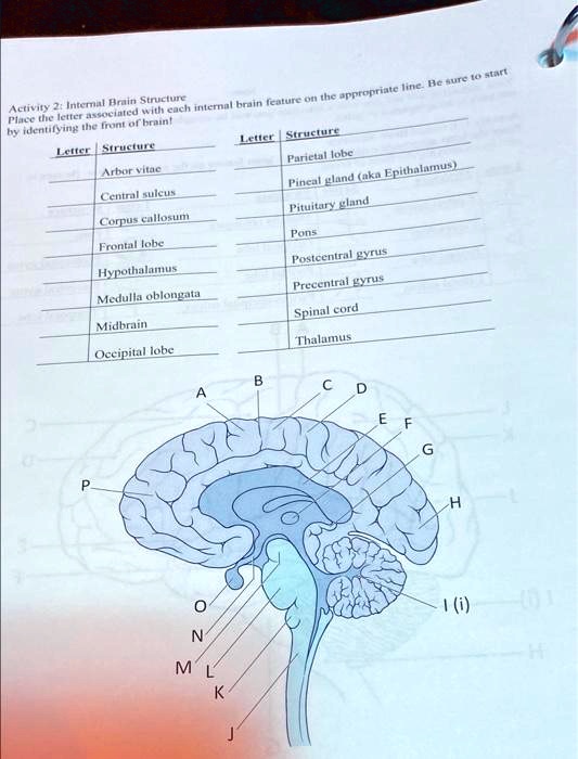SOLVED: Activity 2: Internal Brain Structure by Identifying the Front ...