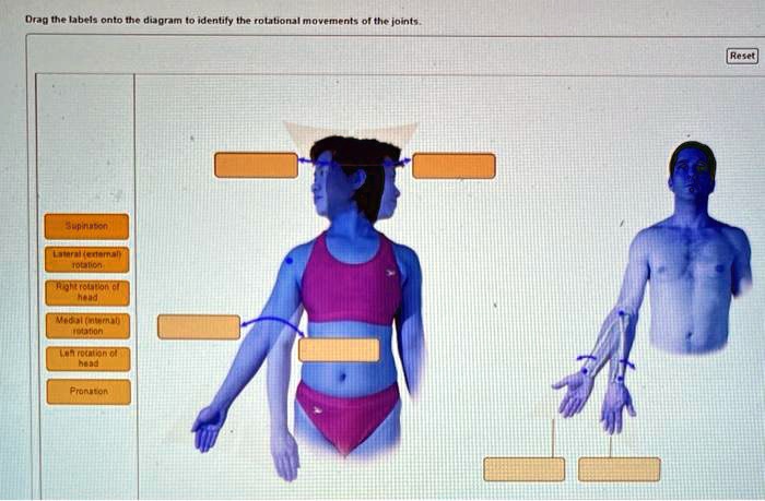 [GET ANSWER] Drag the labels onto the diagram to identify the ...