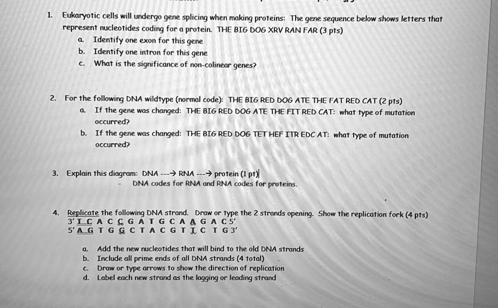 1. Eukaryotic cells will undergo gene splicing when making proteins: The gene sequence below ...