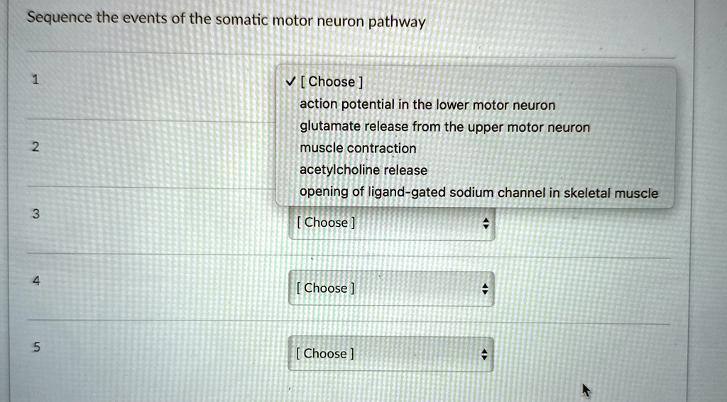 sequence the events of the somatic motor neuron pathway action ...