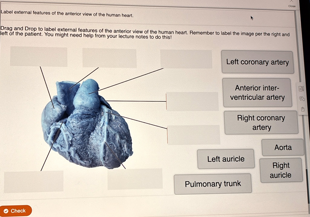 Label external features of the anterior view of the human heart. Drag ...