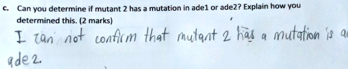 SOLVED: Can you determine if mutant 2 has mutation in adel or ade2 ...