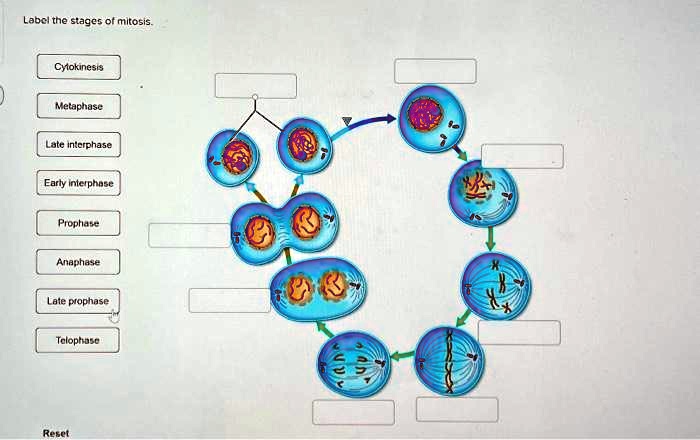 Label the stages of mitosis. Cytokinesis Metaphase Late interphase ...