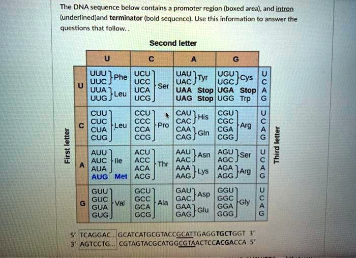 SOLVED: The DNA sequence below contains the promoter region (boxed area ...