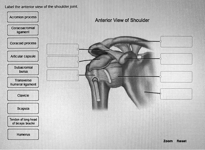 Label the anterior view of the shoulder joint Acromion process ...