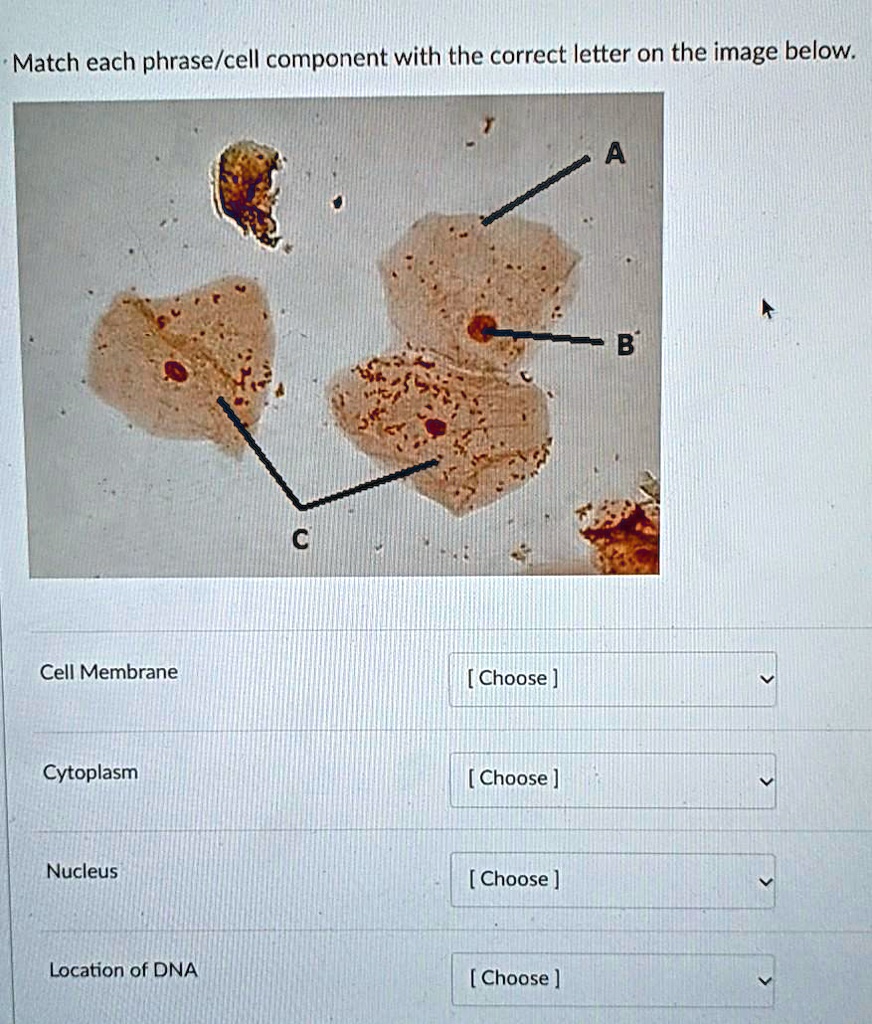 SOLVED: Text: Match each phrase/cell component with the correct letter on the image below: B ...