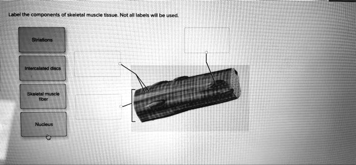 Label the components of skeletal muscle tissue. Not all...