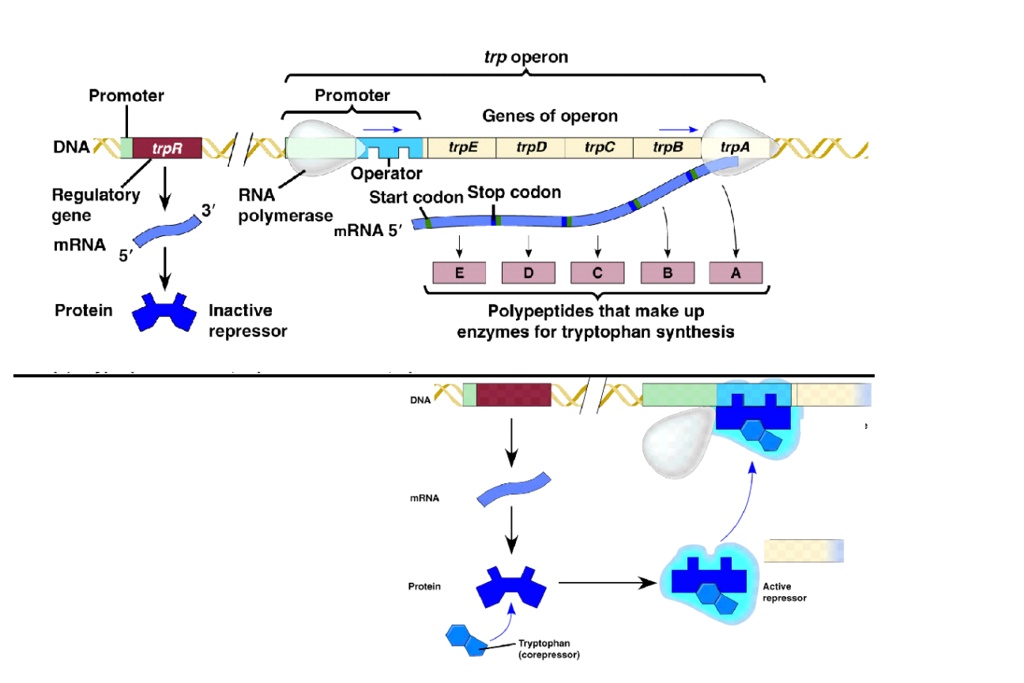trp operon promoter promoter genes of operon trpe trpd trpc dna trpr ...