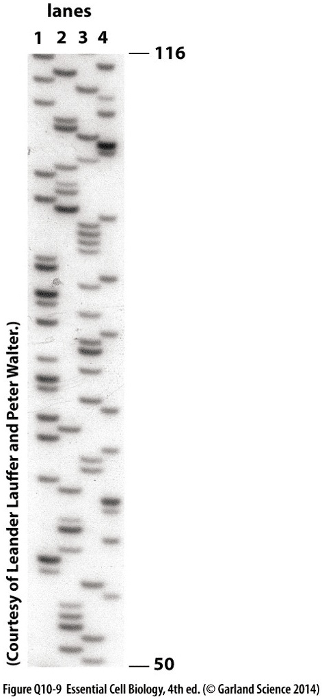 SOLVED: A) What is the sequence of DNA that was used in the sequencing ...
