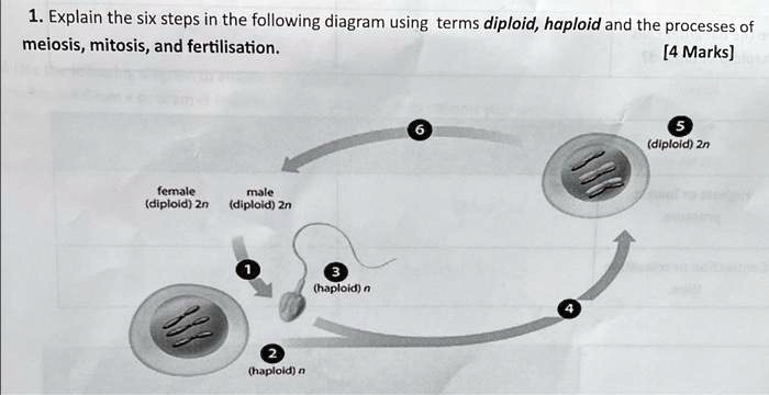 1. Explain the six steps in the following diagram using terms diploid ...
