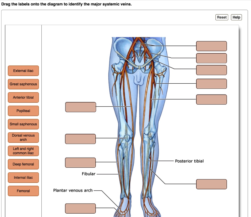Drag the labels onto the diagram to identify the major systemic veins ...