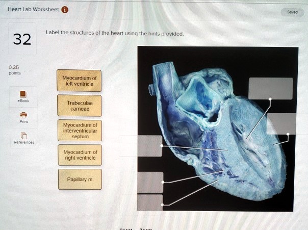 Heart Lab Worksheet Label the structures of the heart using the hints ...