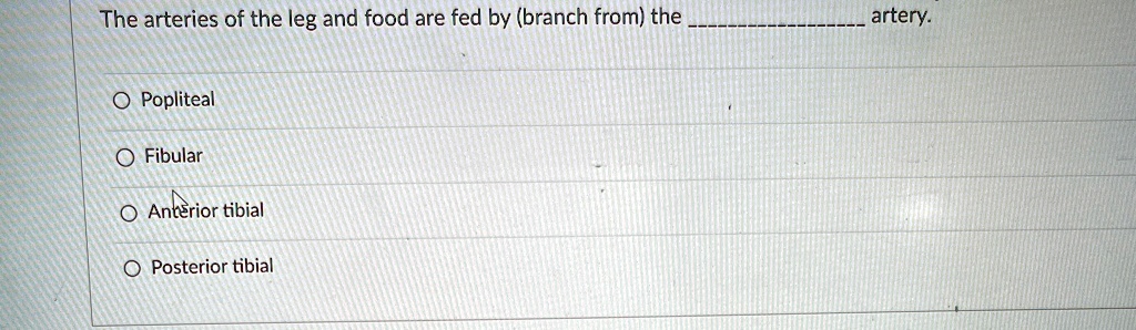 The arteries of the leg and food are fed by (branch from) the artery. O ...