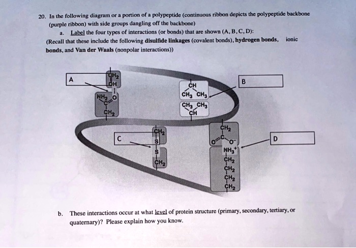 SOLVED: In the following diagram portion of a polypeptide (continuous ...