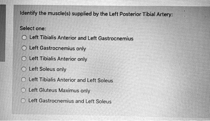 Identify the muscle(s) supplied by the Left Posterior Tibial...